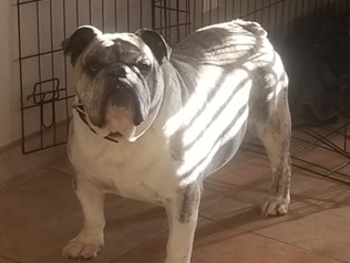 TorC Brewing’s Bad Bully Pale Ale Collaboration – DARK SIDE BREW CREW